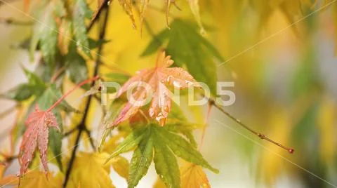 Japanese maple (acer palmatum) turning color at fall ~ Hi Res #136425013