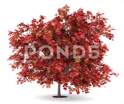 Japanese maple tree isolated on white background. 3d illustration ...