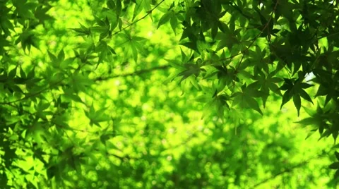 Japanese maple tree moving in the wind, ... | Stock Video | Pond5