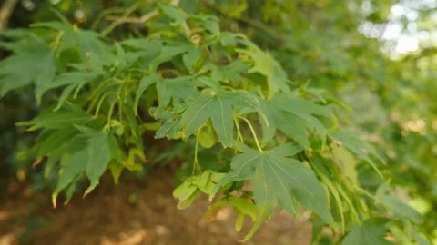 Japanese maple tree with seeds moving in... | Stock Video | Pond5