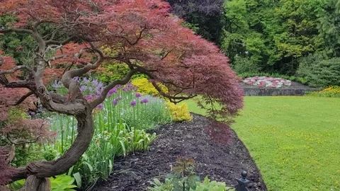 Japanese Maple Tree Stock Videos – Royalty-Free HD & 4K Videos | Page 2