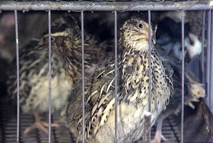 Japanese Quail Farming