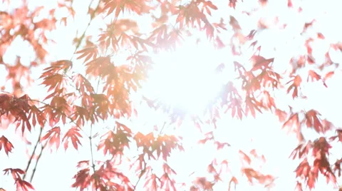Japanese Red Maple tree Koch Sanso garde... | Stock Video | Pond5
