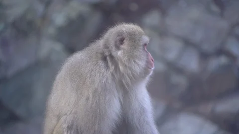 Japanese Hair Spa Stock Videos – Royalty-Free HD & 4K Videos | Page 3