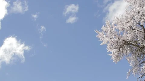 Japanese Tree Pattern Stock Videos – Royalty-Free HD & 4K Videos | Pond5