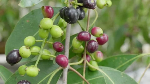 java plum tree branches with fruits and ... | Stock Video | Pond5