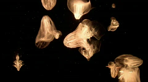 Swiming Flashing Stock Videos – Royalty-Free HD & 4K Videos | Pond5