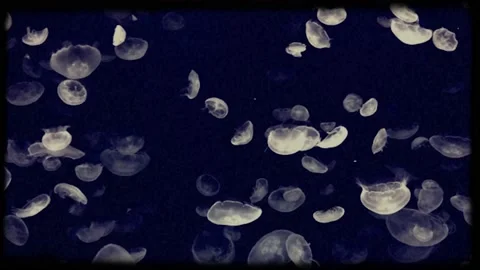 Jelly Fish Tank Stock Videos – Royalty-Free HD & 4K Videos