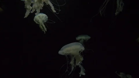 Jellyfish 4K Stock Videos – Royalty-Free HD & 4K Videos