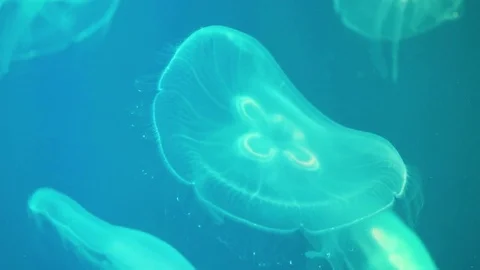 Green Aquarium Texture Stock Videos – Royalty-Free HD & 4K Videos | Pond5