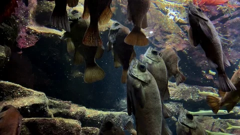 Jellyfish - Group of fish in a vertical ... | Stock Video | Pond5