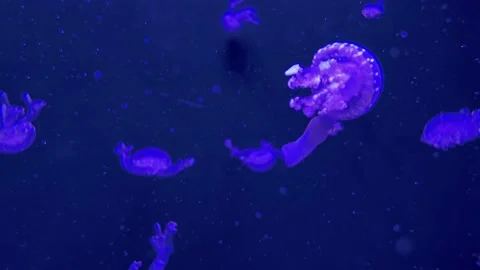 Jellyfish swimming shot on side view 4k ... | Stock Video | Pond5