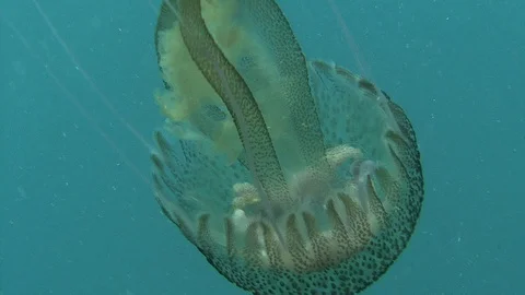 Jellyfish Swimming, Under-Side View Of T... | Stock Video | Pond5
