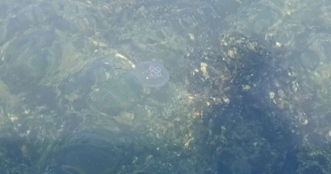 Jellyfish under the sea water. Top view.... | Stock Video | Pond5