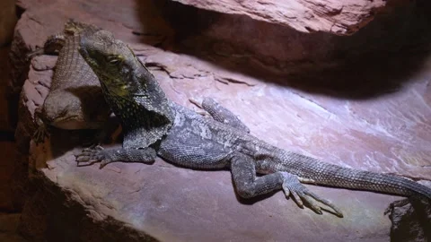 Jesus Lizard Stock Footage ~ Royalty Free Stock Videos | Pond5