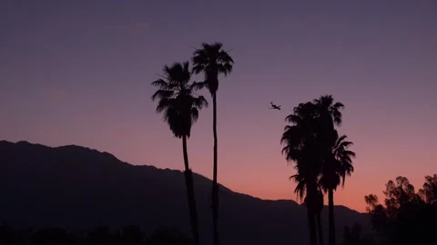 Jet landing through a palm tree silhouet... | Stock Video | Pond5