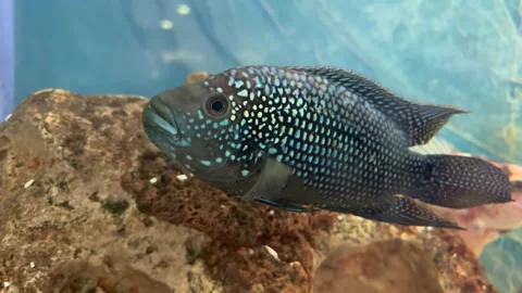 Jewel fish in cichlid fish aquarium with... | Stock Video | Pond5