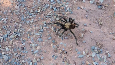 Johnny Cash Stock Footage ~ Royalty Free Stock Videos | Pond5