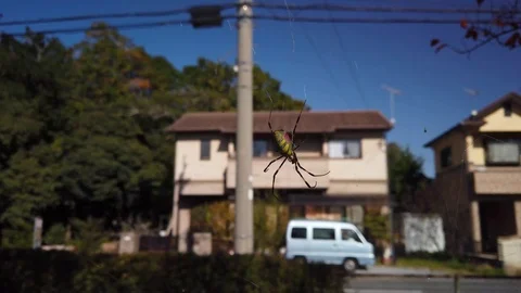 Joro Spider, large orb weaver in Japan w... | Stock Video | Pond5