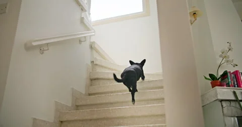 Joyful Moments of a Dog Running Up and D... | Stock Video | Pond5