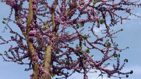 Judas Stock Video Footage | Royalty Free Judas Videos | Pond5