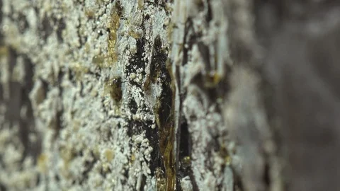 Resin Stock Video Footage | Royalty Free Resin Videos | Pond5