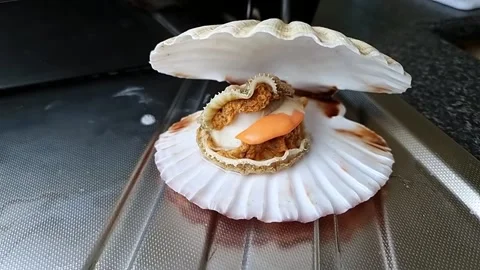 Jumbo whole Bay scallop edible saltwater... | Stock Video | Pond5