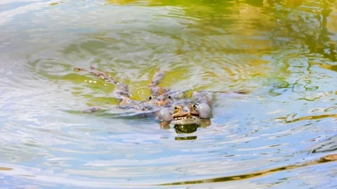 Toad Croaking Sound Stock Footage ~ Royalty Free Stock Videos | Pond5