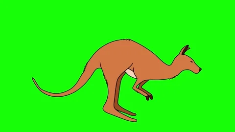 Jumping kangaroo on green screen backgro... | Stock Video | Pond5