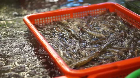 Chinese Raw Seafood Stock Videos – Royalty-Free HD & 4K Videos