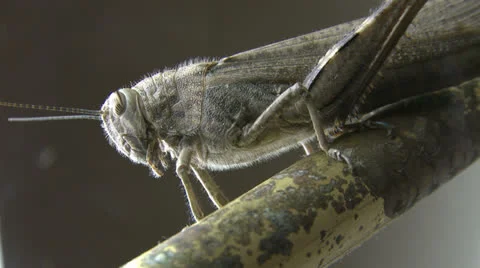 Locust Jump Stock Video Footage | Royalty Free Locust Jump Videos | Pond5