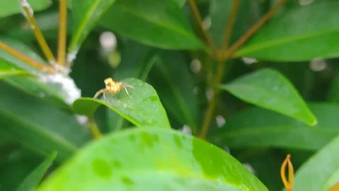 Jumping Spider Cute Stock Videos – Royalty-Free HD & 4K Videos | Page 5