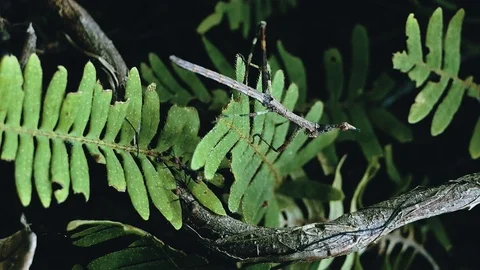 Walking Stick Stock Footage ~ Royalty Free Stock Videos | Pond5