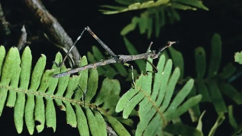 Stick Insect Stock Video Footage | Royalty Free Stick Insect Videos | Pond5
