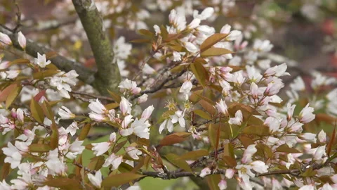 June Berry tree in blossom,Amelanchier a... | Stock Video | Pond5