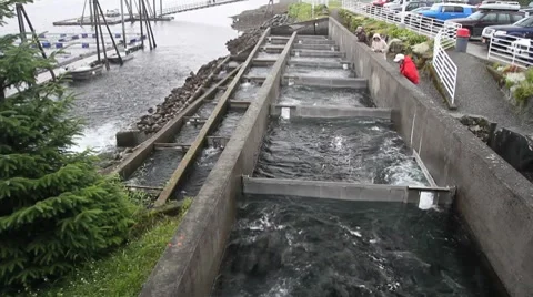 Juneau hatchery fish ladder | Stock Video | Pond5