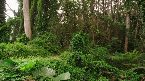 Clearing Rainforest Stock Videos – Royalty-Free HD & 4K Videos | Pond5