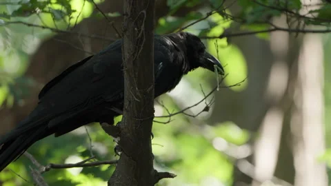 Jungle Crow Bird Eats Grasshopper Insect... | Stock Video | Pond5