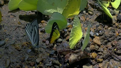 Asian Frenzy 5 Stock Videos – Royalty-Free HD & 4K Videos | Pond5