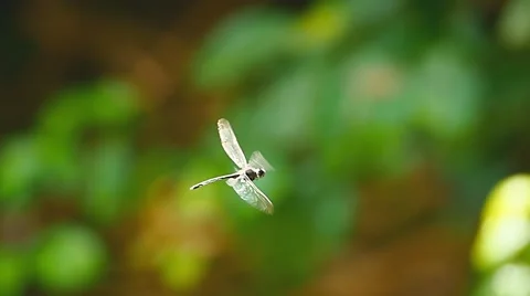 Predator Jungle Background Stock Videos – Royalty-Free HD & 4K Videos