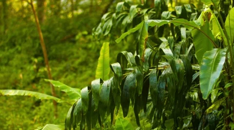 jungle greenery with a single small tree... | Stock Video | Pond5