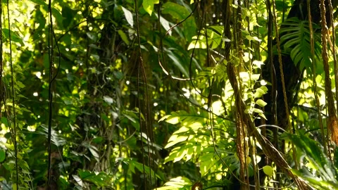 Asia Woods Stock Videos – Royalty-Free HD & 4K Videos | Pond5