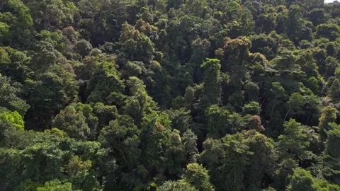 jungle rainforest primeval forest on mou... | Stock Video | Pond5