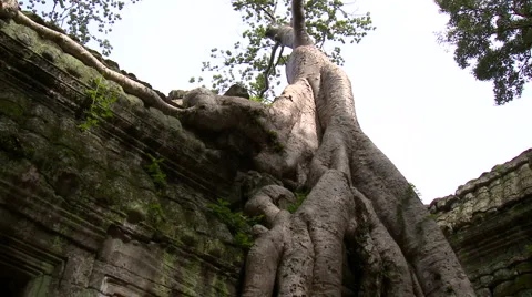 Jungle tree with giant roots growing aro... | Stock Video | Pond5