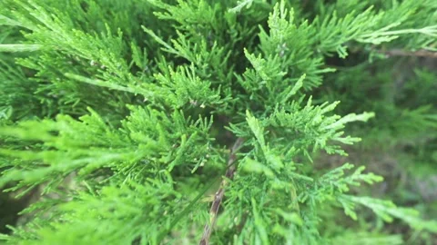 Juniperus Tree Stock Videos – Royalty-Free HD & 4K Videos