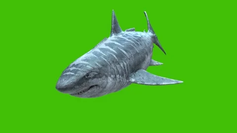 Attack Shark 8K Stock Videos – Royalty-Free HD & 4K Videos