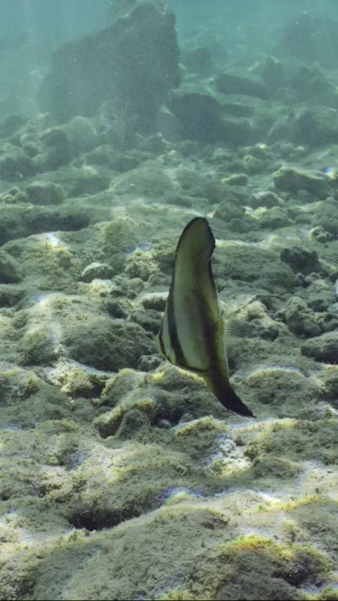 Bat Fish Stock Videos – Royalty-Free HD & 4K Videos | Pond5