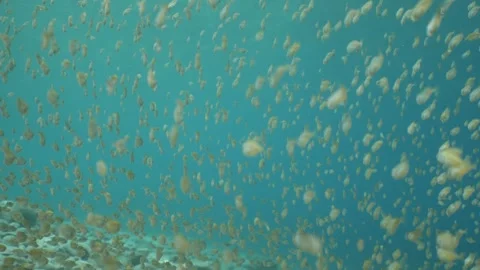juvenile dusky spinefoot fish school lur... | Stock Video | Pond5
