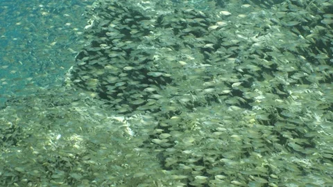 juvenile dusky spinefoot fish school lur... | Stock Video | Pond5