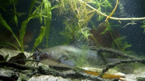 juvenile invasive freshwater predator ch... | Stock Video | Pond5